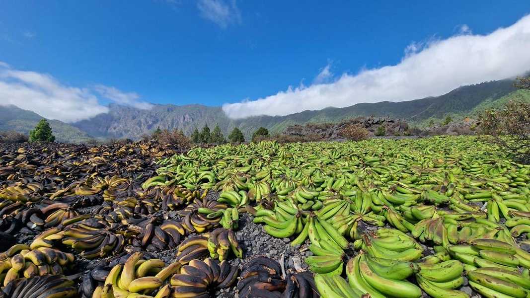 Verschwendung auf den Kanaren: 2,2 Millionen Kilo Bananen im Müll – La ...