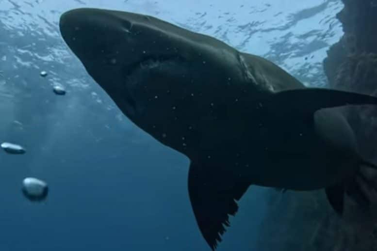 Auf der Nachbarinsel El Hierro wurde ein „Malpelo-Monster Hai ...